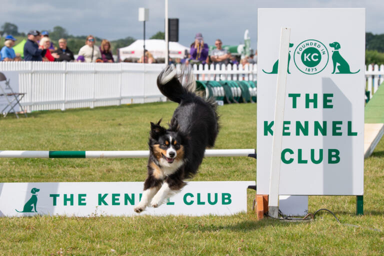 The International Agility Festival - Discover Rutland