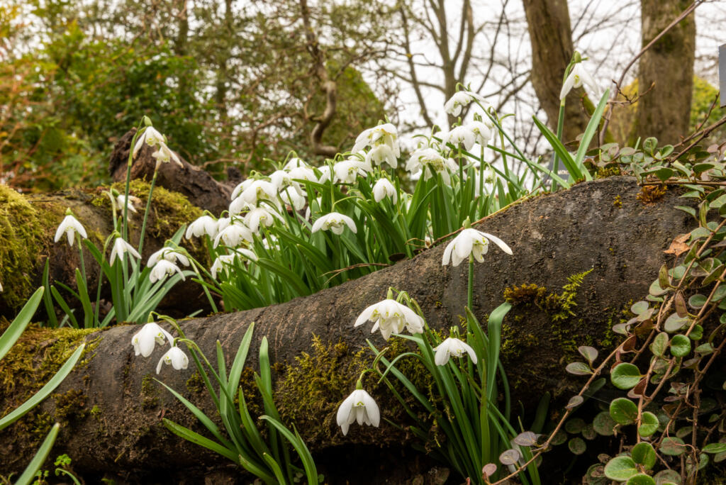 Snowdrops Season at Barnsdale Gardens - Discover Rutland