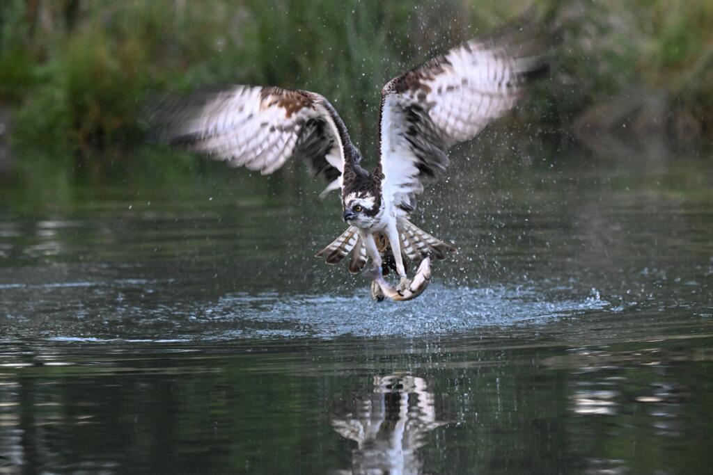 Return of the Rutland Ospreys! - Discover Rutland